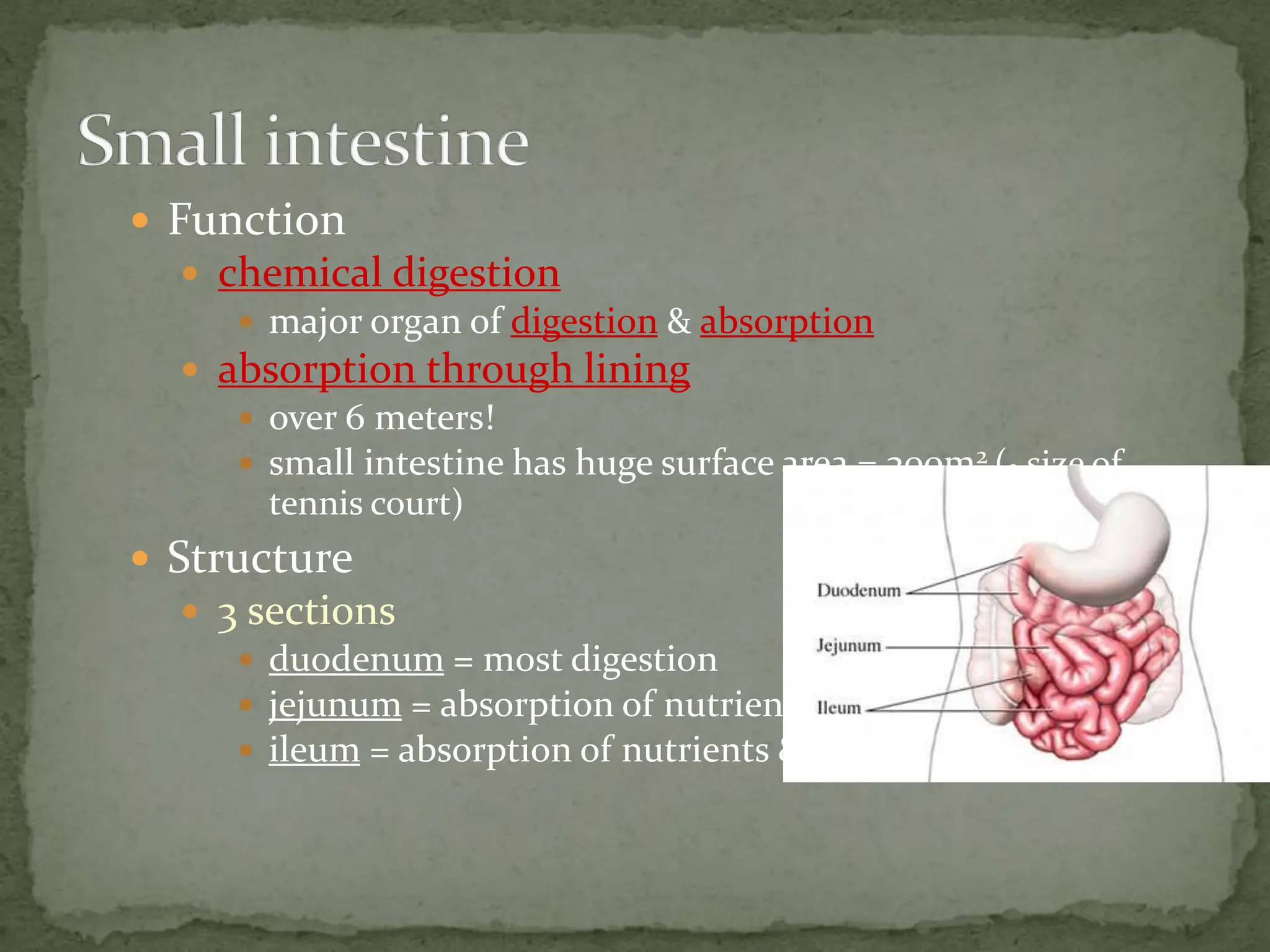 Unit X: The Digestive System AP BSN1SN 01 | PPT
