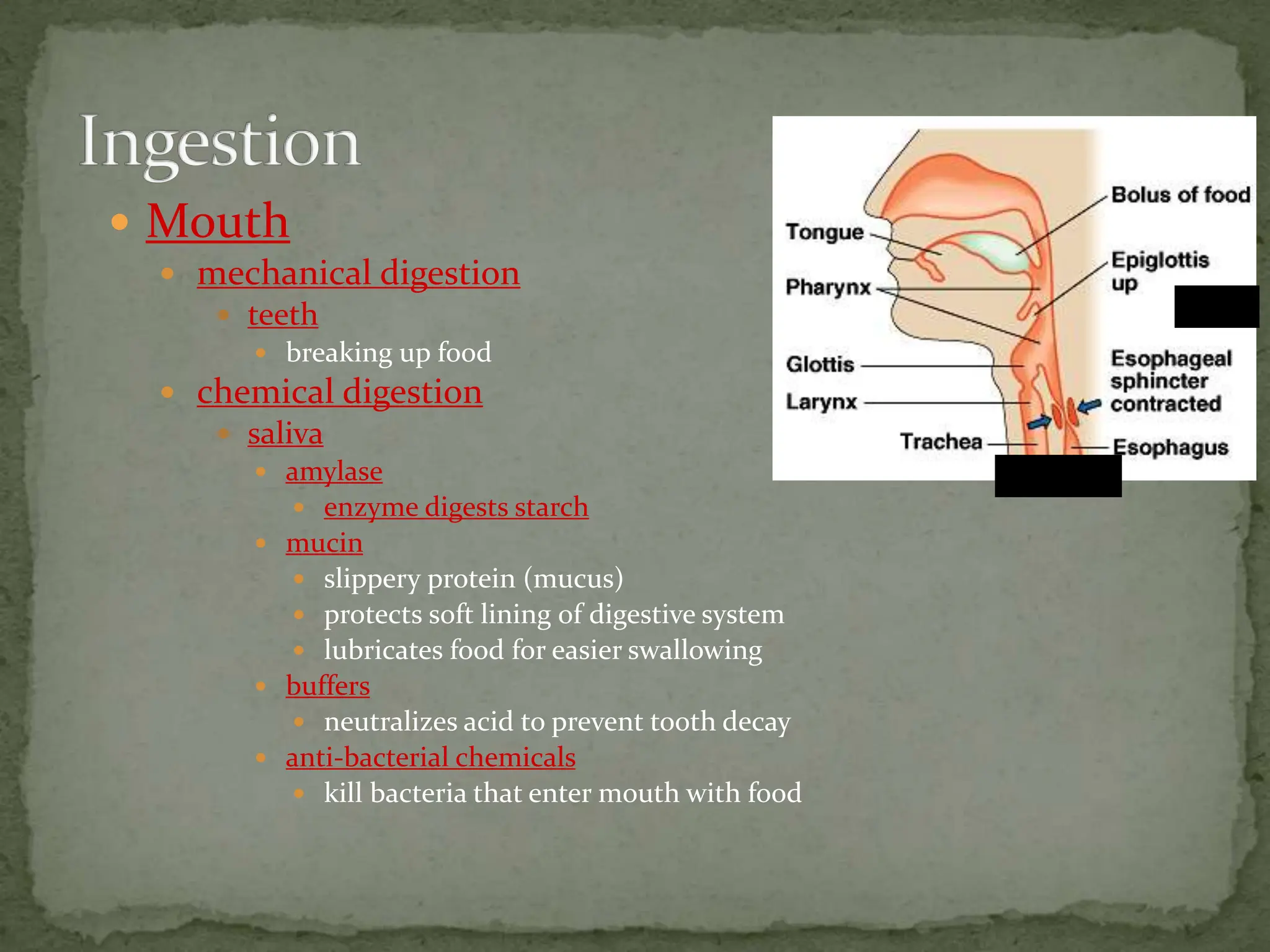 Unit X: The Digestive System AP BSN1SN 01 | PPT