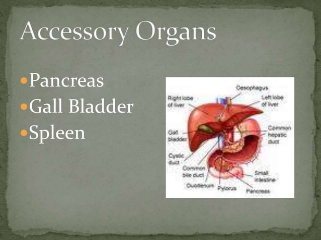 Unit X: The Digestive System AP BSN1SN 01 | PPT