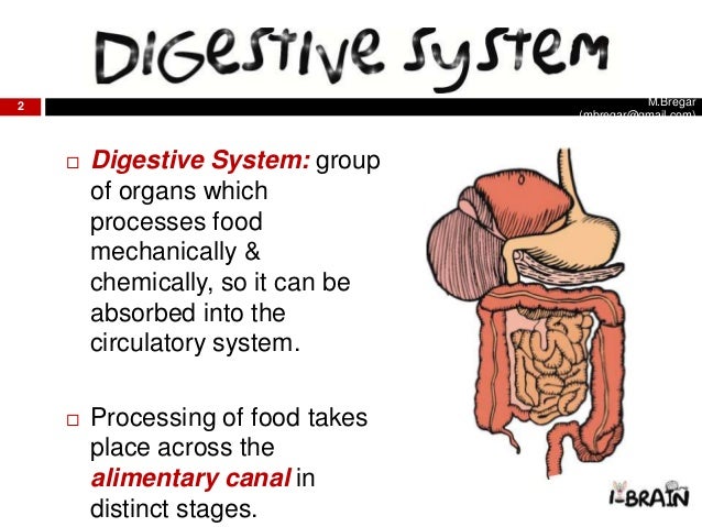 Digestion Meaning
