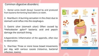 Comprehensive Overview of the Human Digestive System and Its Functions ...
