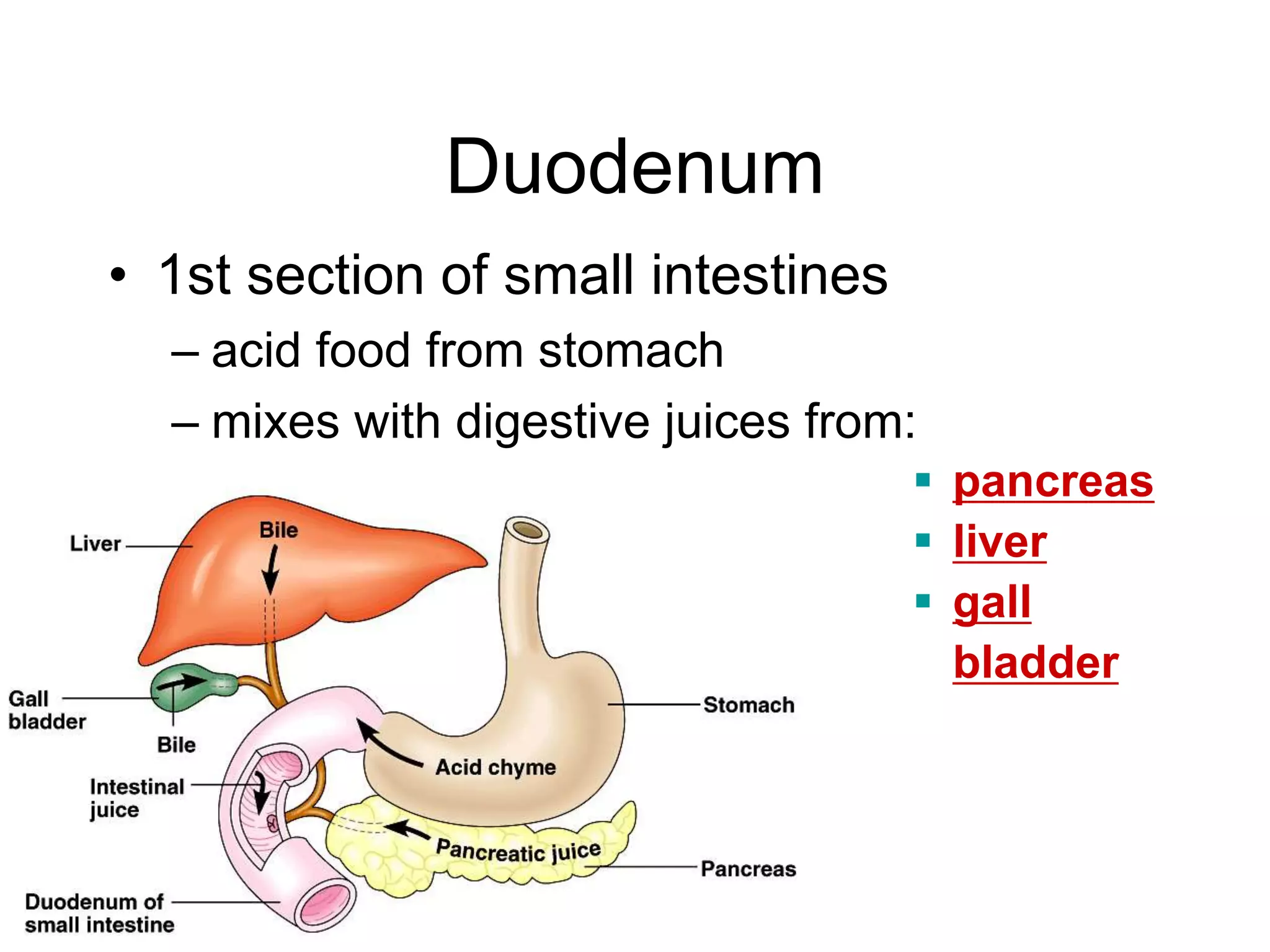 The digestivesystem and disorders | PPTX