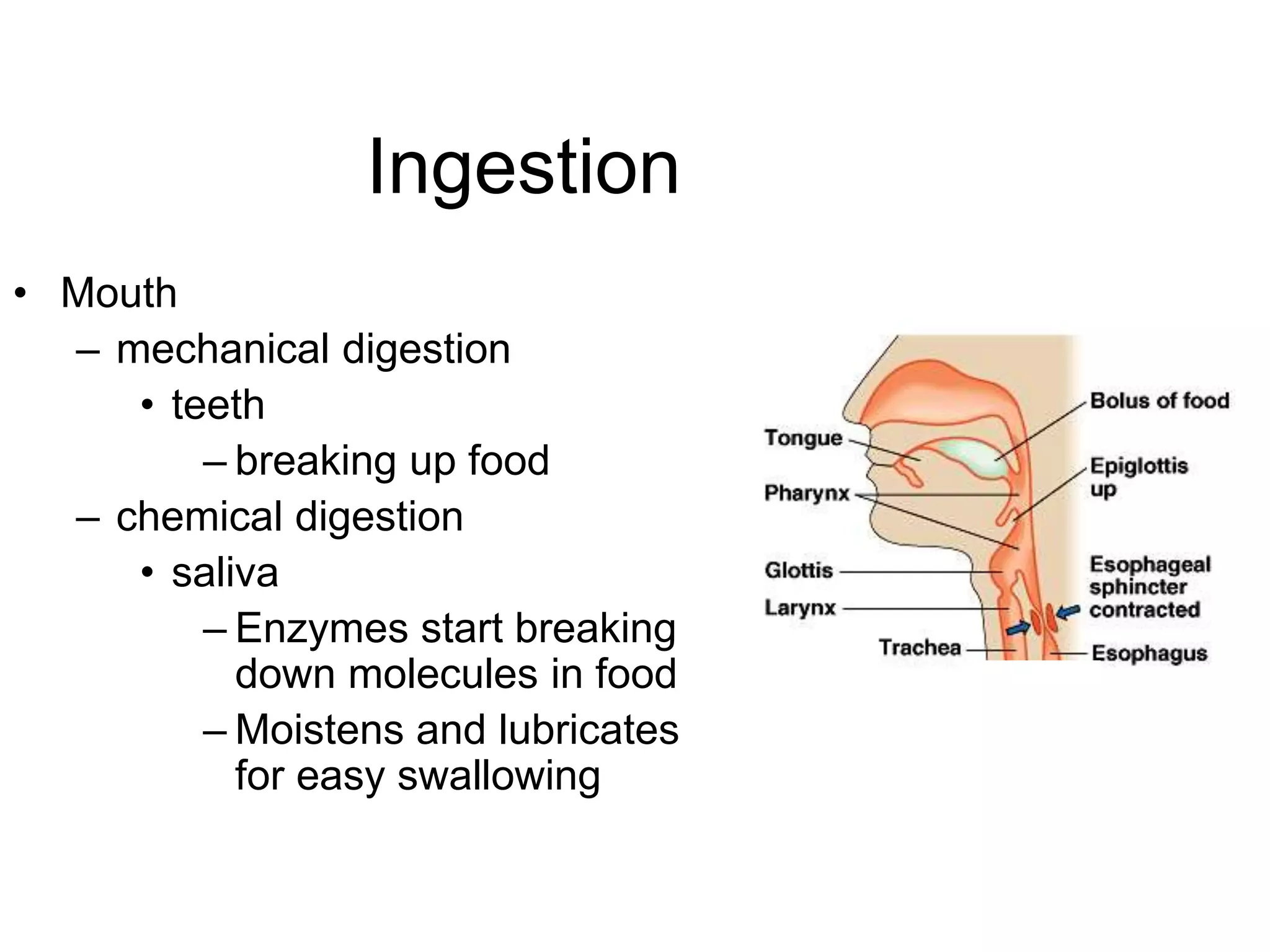 The digestivesystem and disorders | PPTX