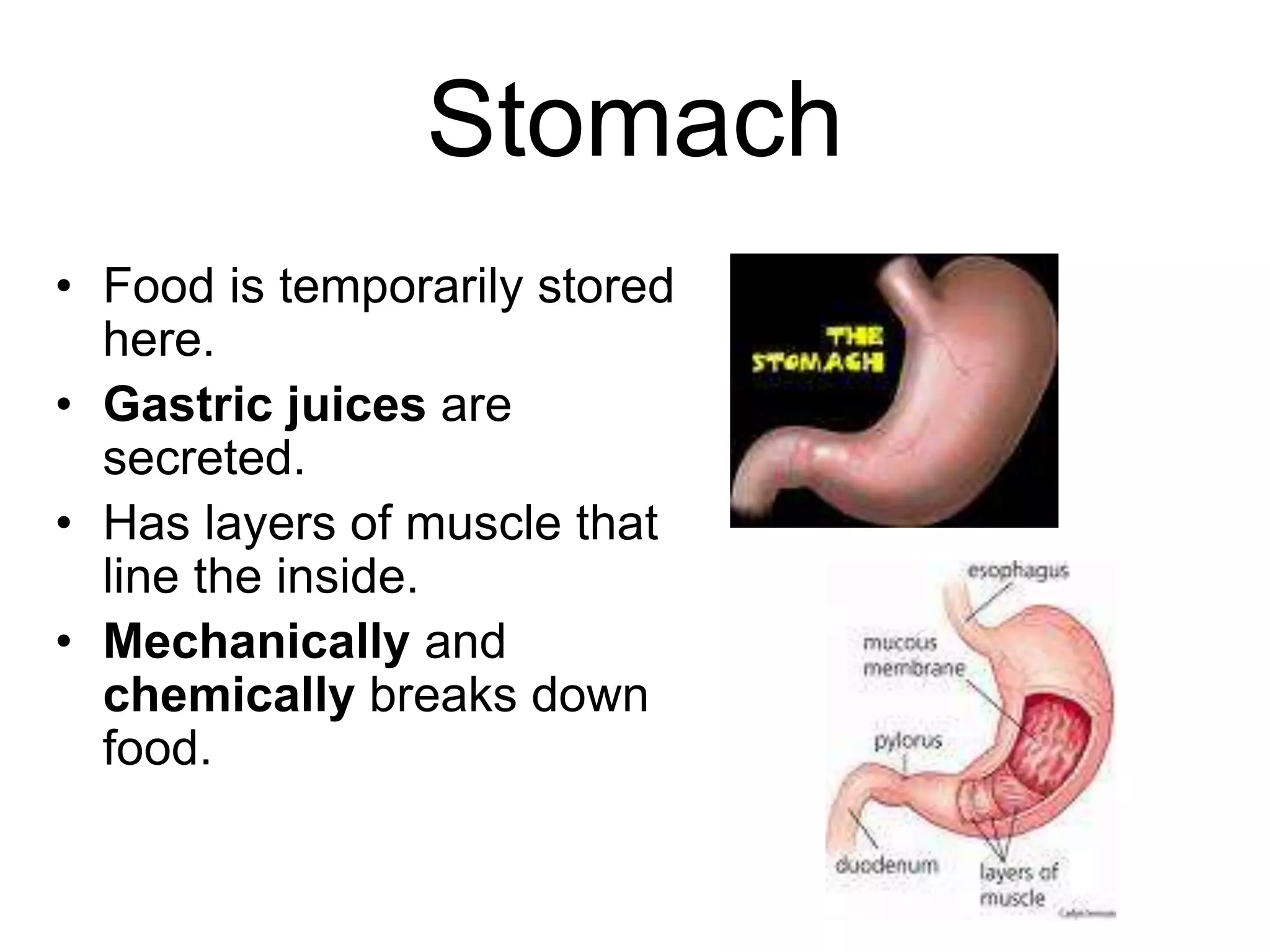 The digestivesystem and disorders | PPTX