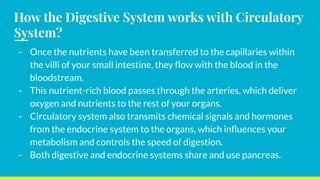 THE DIGESTIVE SYSTEM AND ITS INTERACTION WITH OTHER ORGANS OF THE BODY.pdf