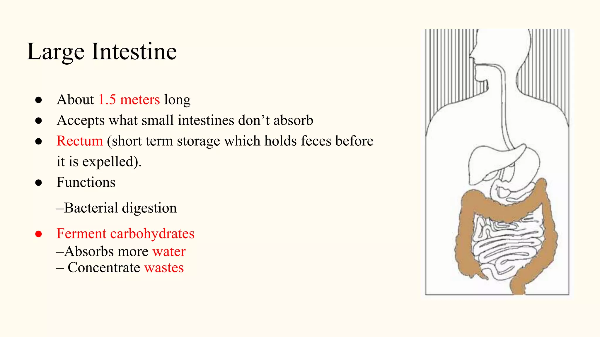 The Digestive System by Roshni Kumari.pptx