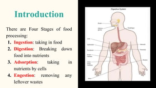 The Digestive System by Roshni Kumari.pptx