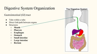 The Digestive System by Roshni Kumari.pptx