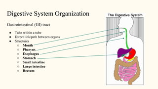The Digestive System by Roshni Kumari.pptx