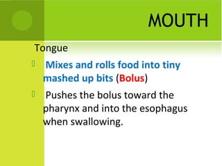 The digestive system by tushar | PPT