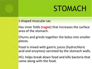 The digestive system by tushar | PPT