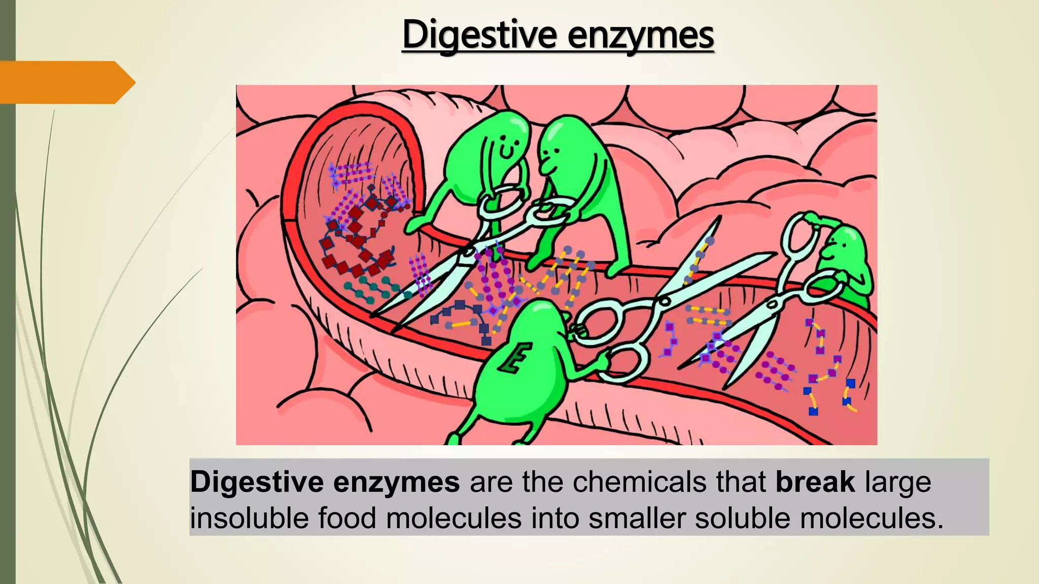 The Digestive System (Chemical Digestion) | PPTX
