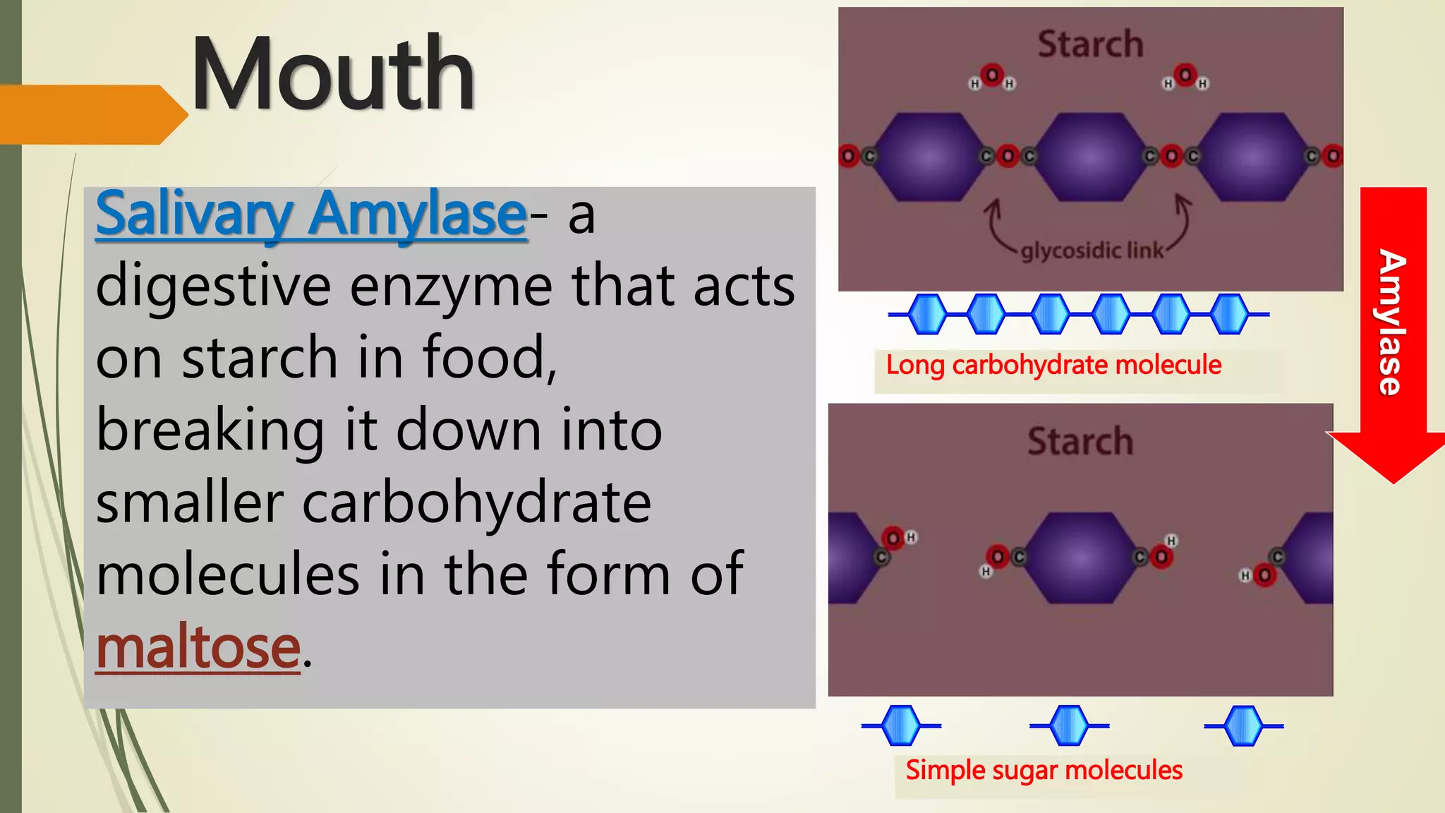 The Digestive System (Chemical Digestion) | PPTX