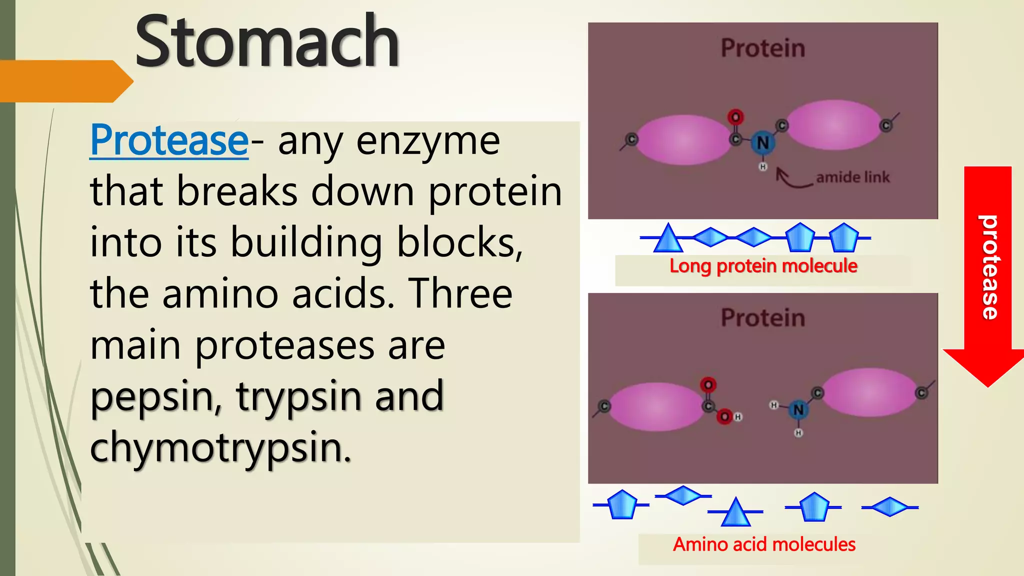 The Digestive System (Chemical Digestion) | PPTX