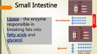 The Digestive System (Chemical Digestion) | PPTX