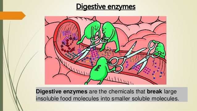 The Digestive System (Chemical Digestion)