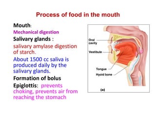 The digestive system for qci | PPT