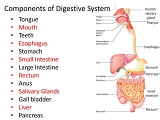 The digestive system for qci | PPT