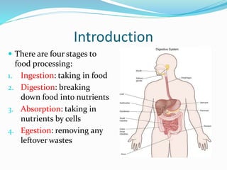 The digestive system intro | PPT