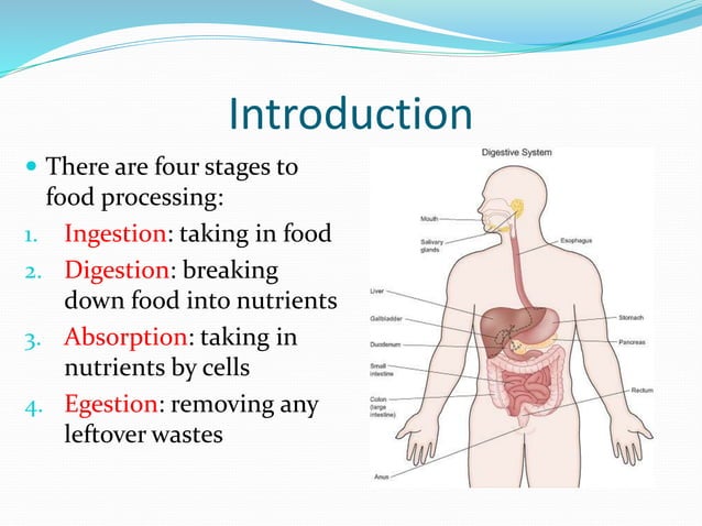 The digestive system intro | PPT