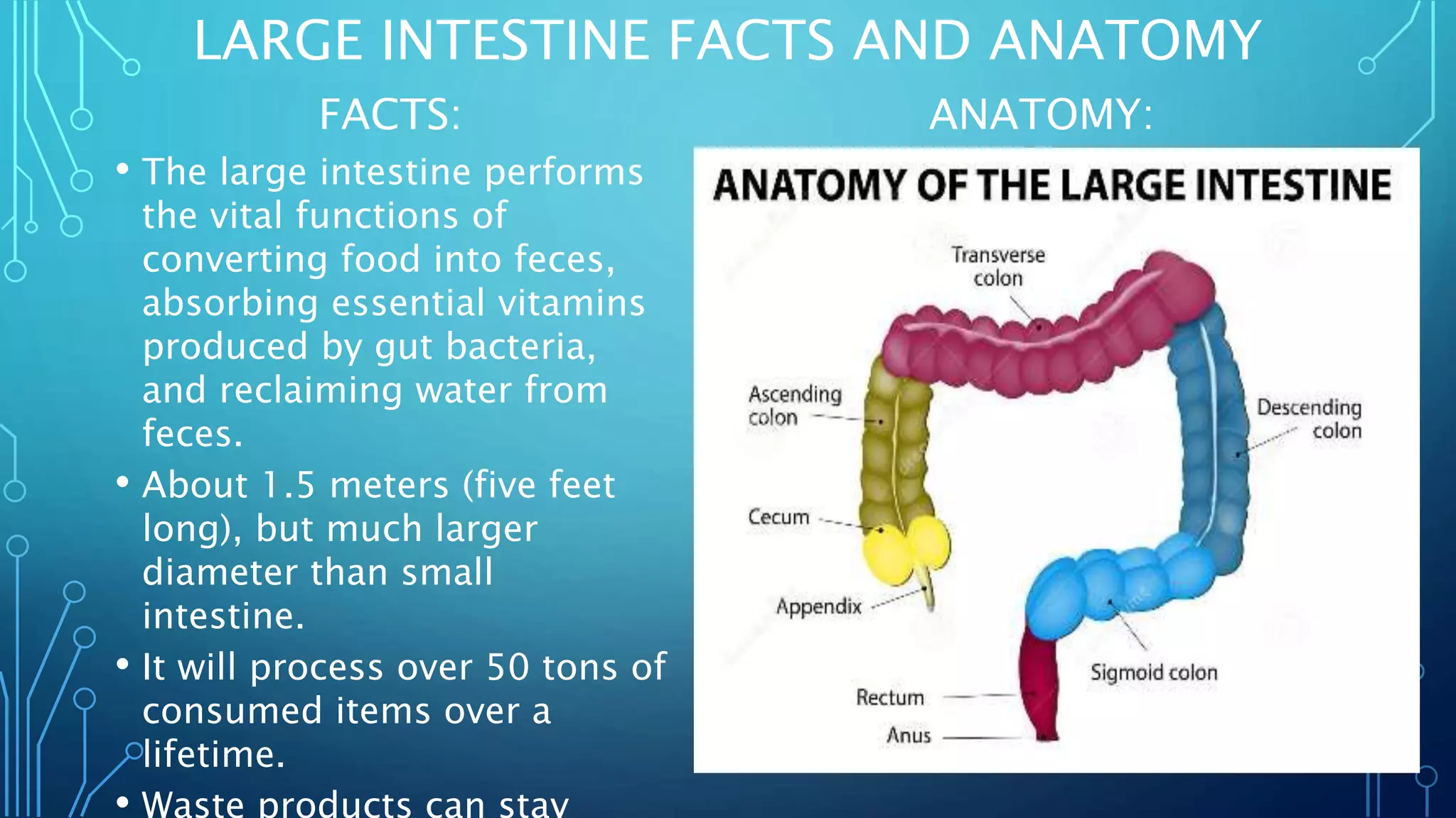 The Digestive System of human being | PPTX