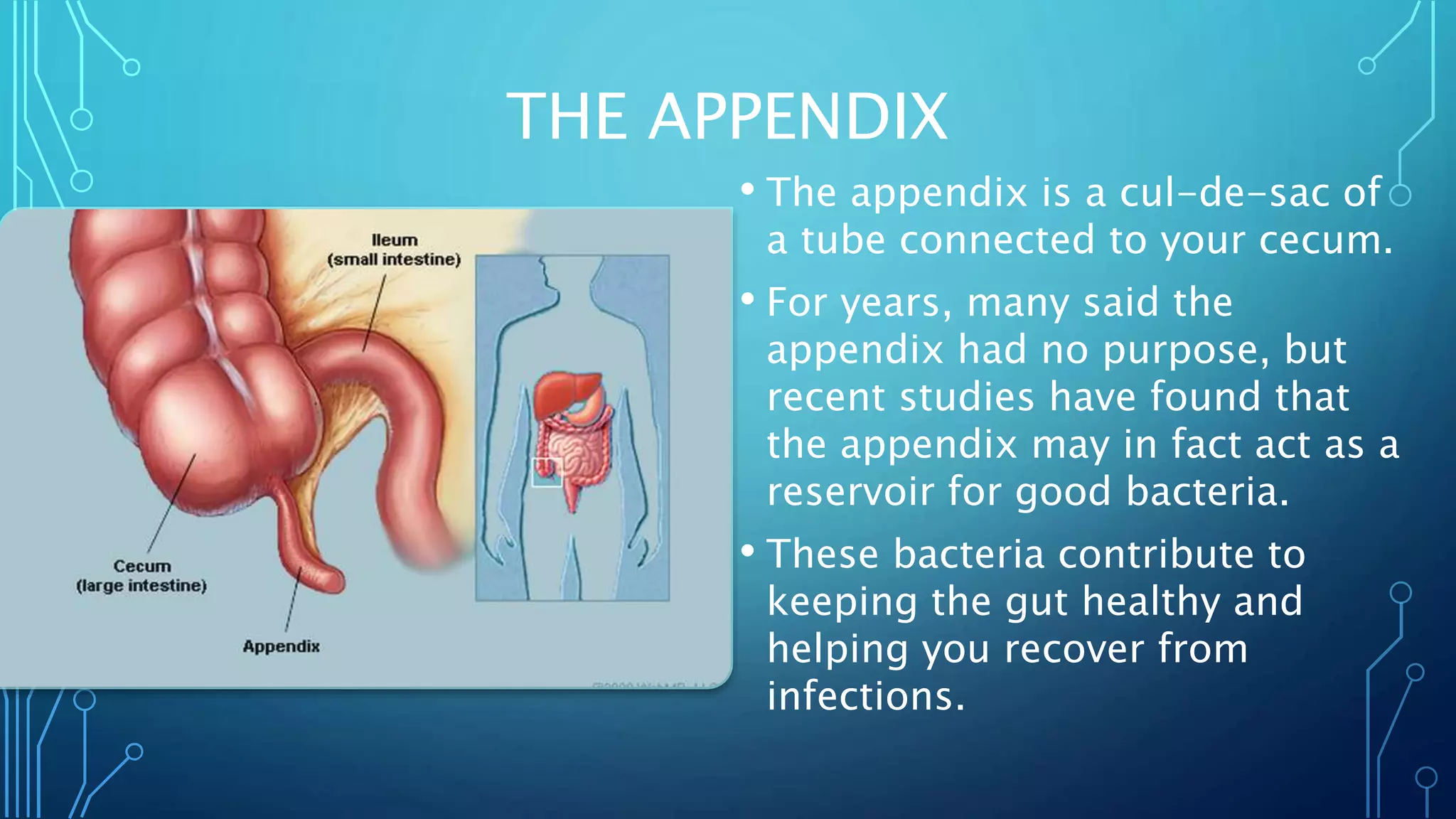 The Digestive System of human being | PPTX