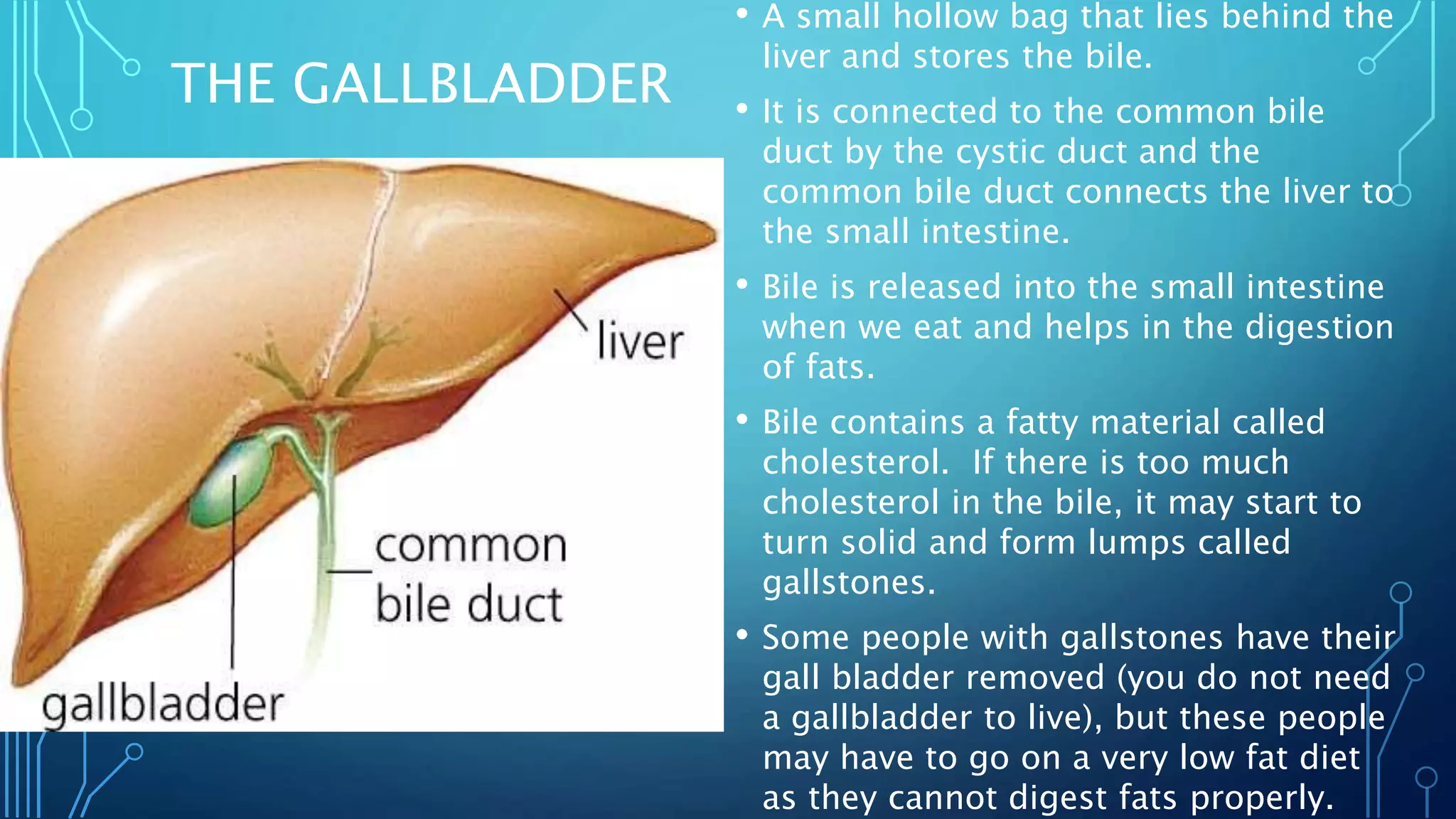 The Digestive System of human being | PPTX