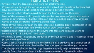 The Digestive System of human being | PPTX