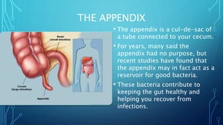 The Digestive System of human being | PPTX