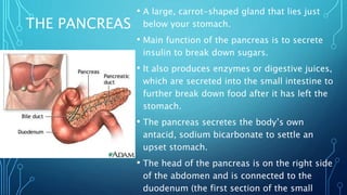 The Digestive System of human being | PPTX