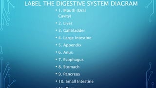 The Digestive System of human being | PPTX