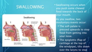 The Digestive System of human being | PPTX