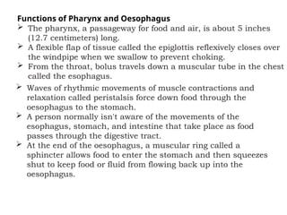 The Digestive system of Human.pptx presentation | PPTX