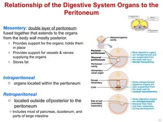 The Digestive System Part I PRESENTATION | PPTX