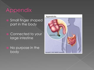 Lara's Digestive system power point | PPTX | Medical Health