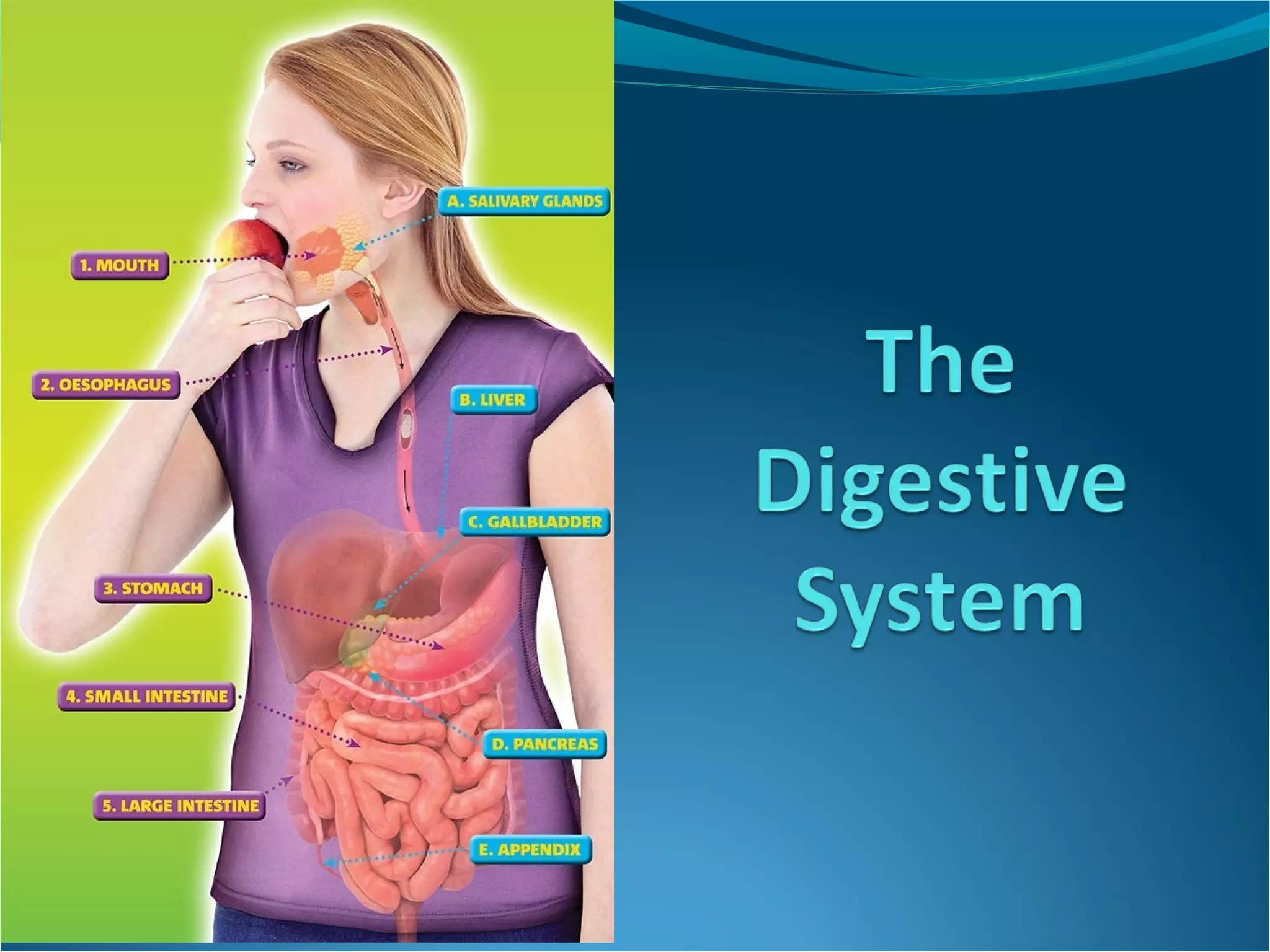 The digestive system | PPT