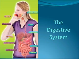 thedigestivesystemppt-17032817000555.ppt