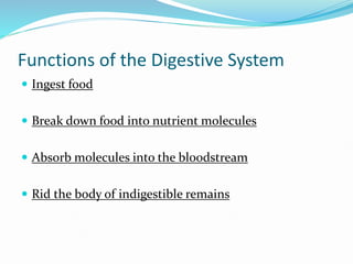 thedigestivesystemppt-17032817000555.ppt