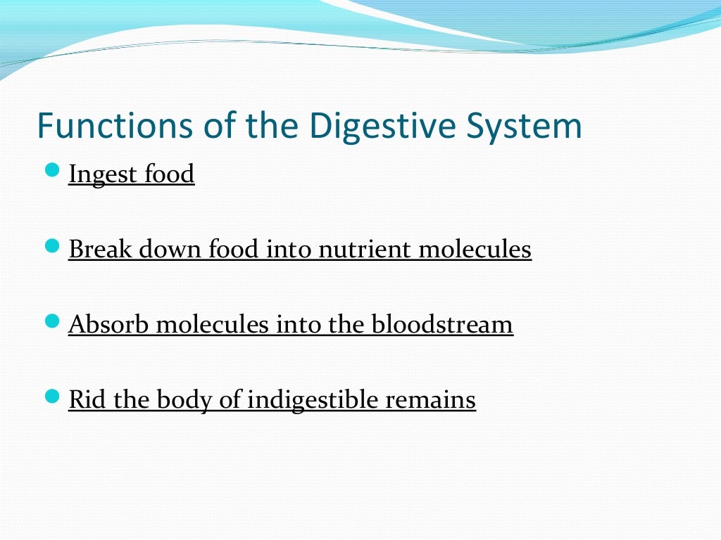 The digestive system ppt