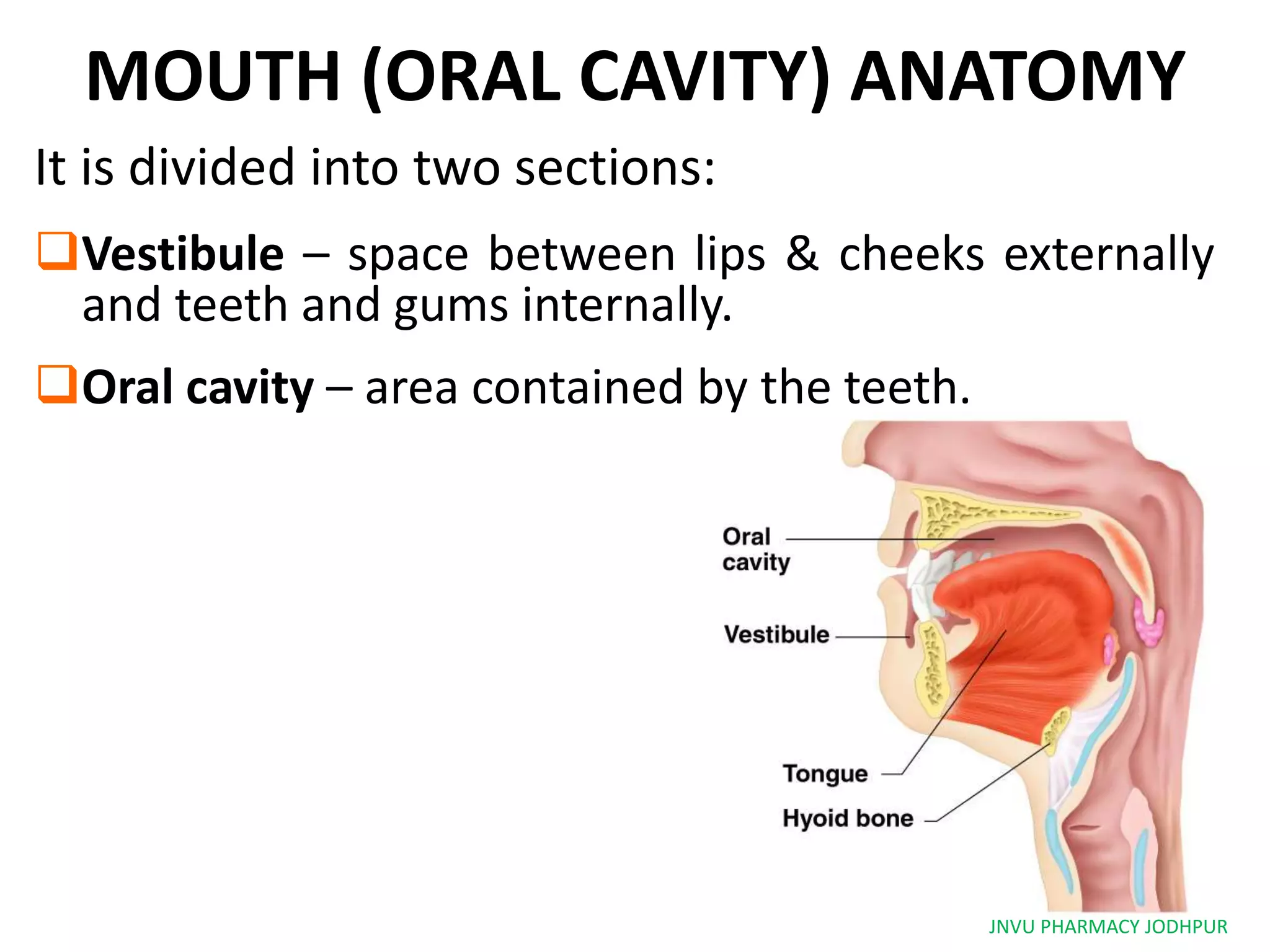 The digestive system ppt | PPTX