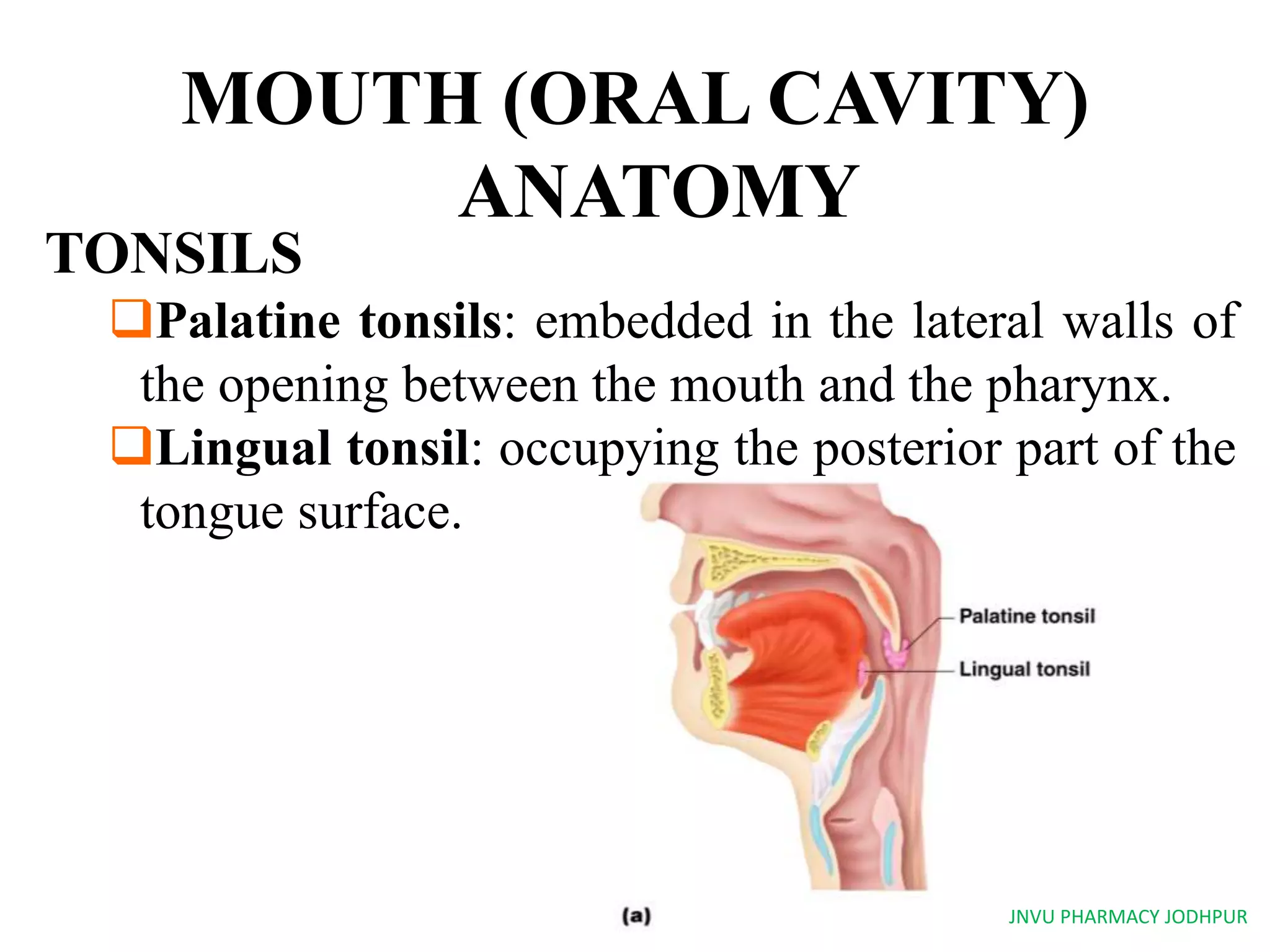 The digestive system ppt | PPTX
