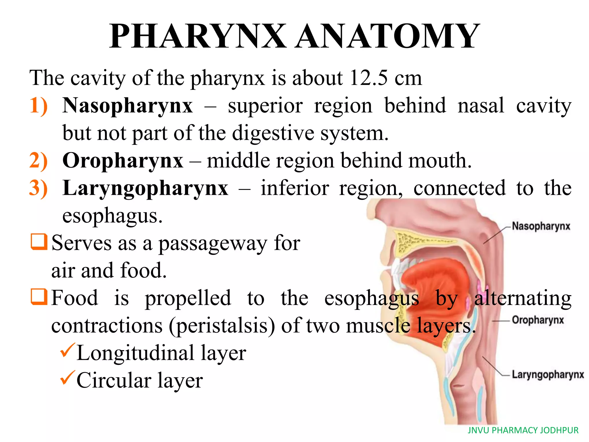 The digestive system ppt | PPTX