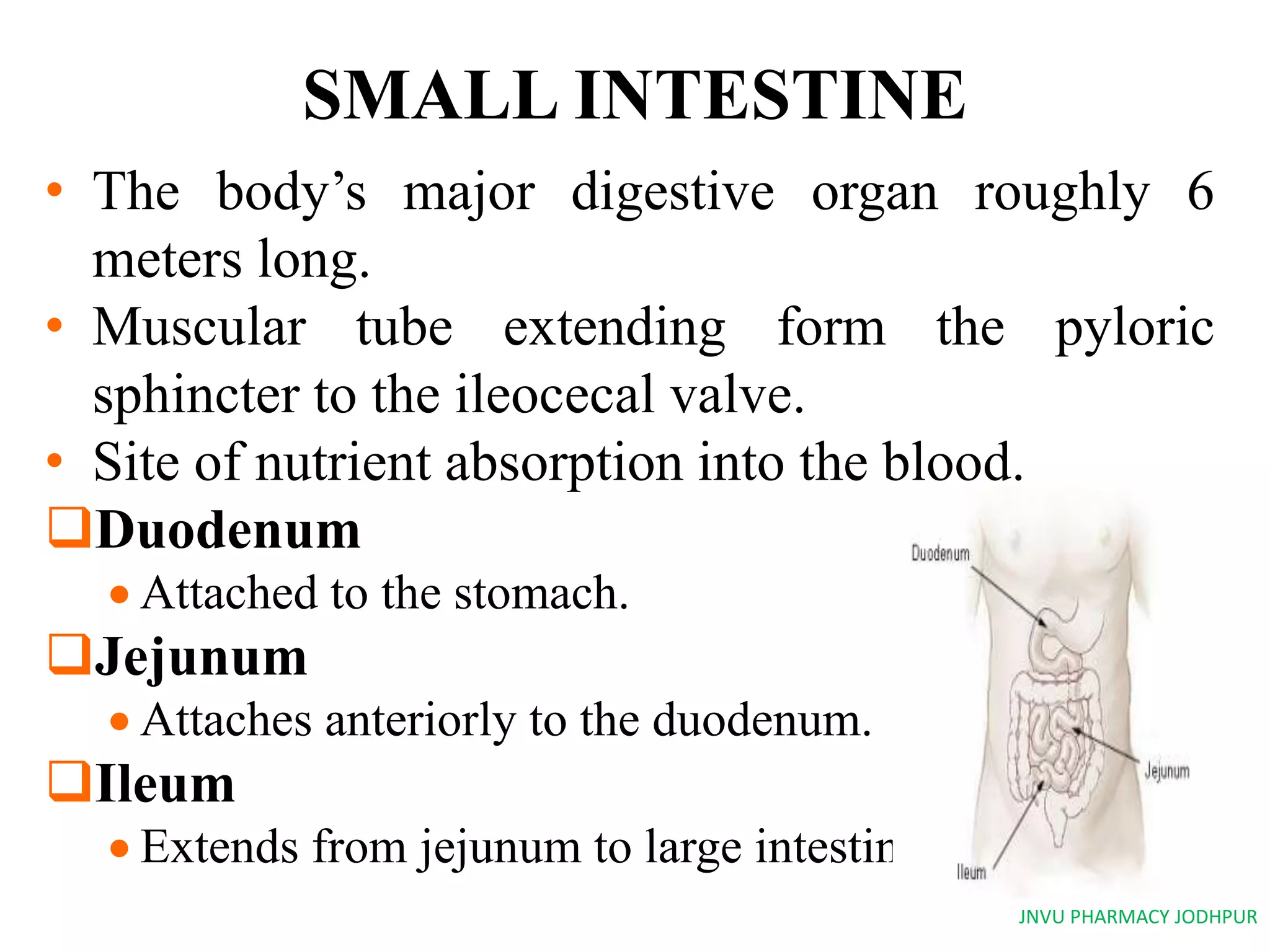 The digestive system ppt | PPTX