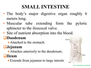 The digestive system ppt | PPTX
