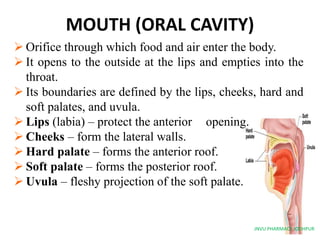 The digestive system ppt | PPTX
