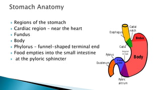 The digestive system ppt - Copy (2).pptx