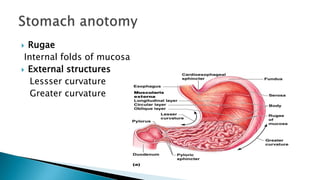 The digestive system ppt - Copy (2).pptx