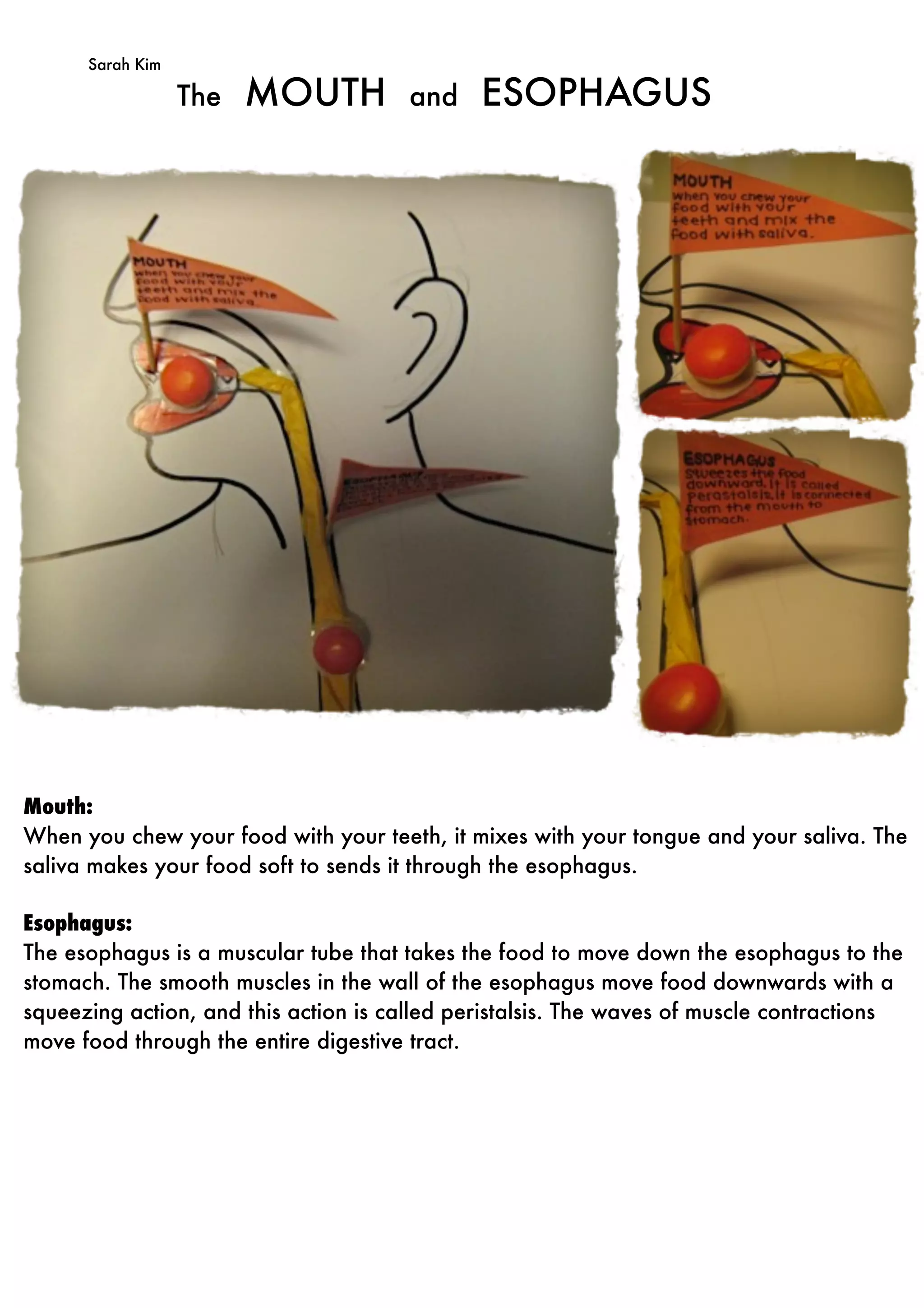 The digestive system project | PAGES