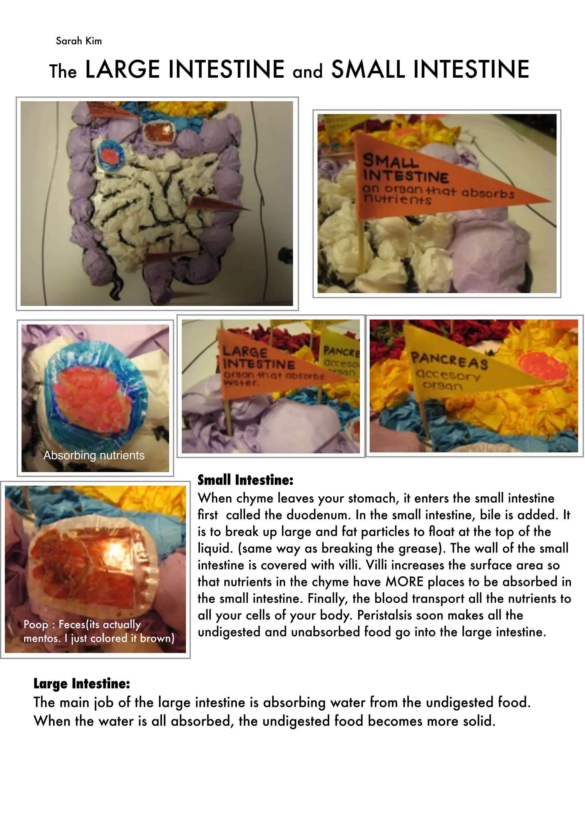 The Digestive System: Model | PAGES