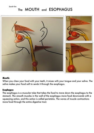 The Digestive System: Model | PAGES
